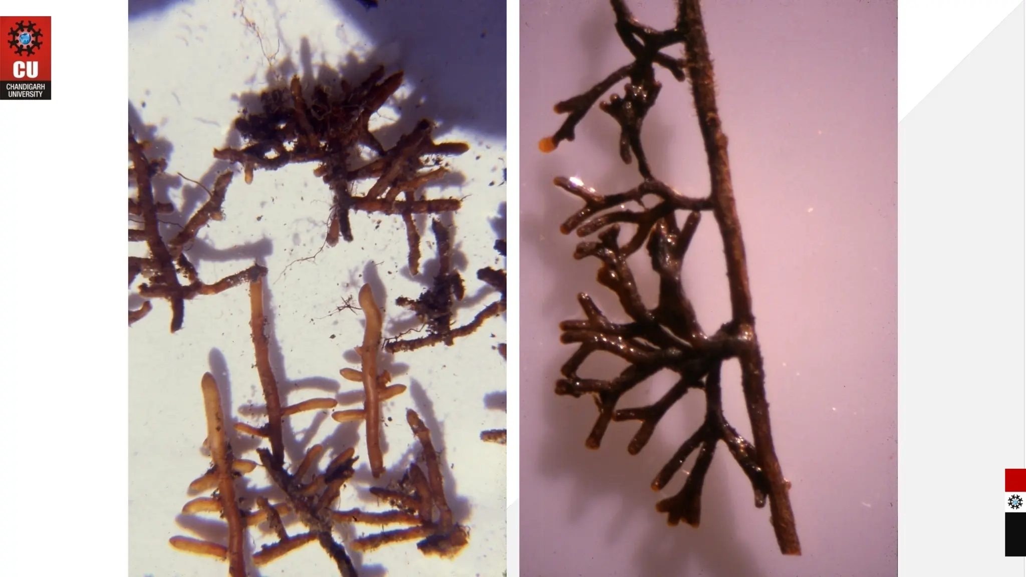 Fungi introduction , a brief introduction.pptx