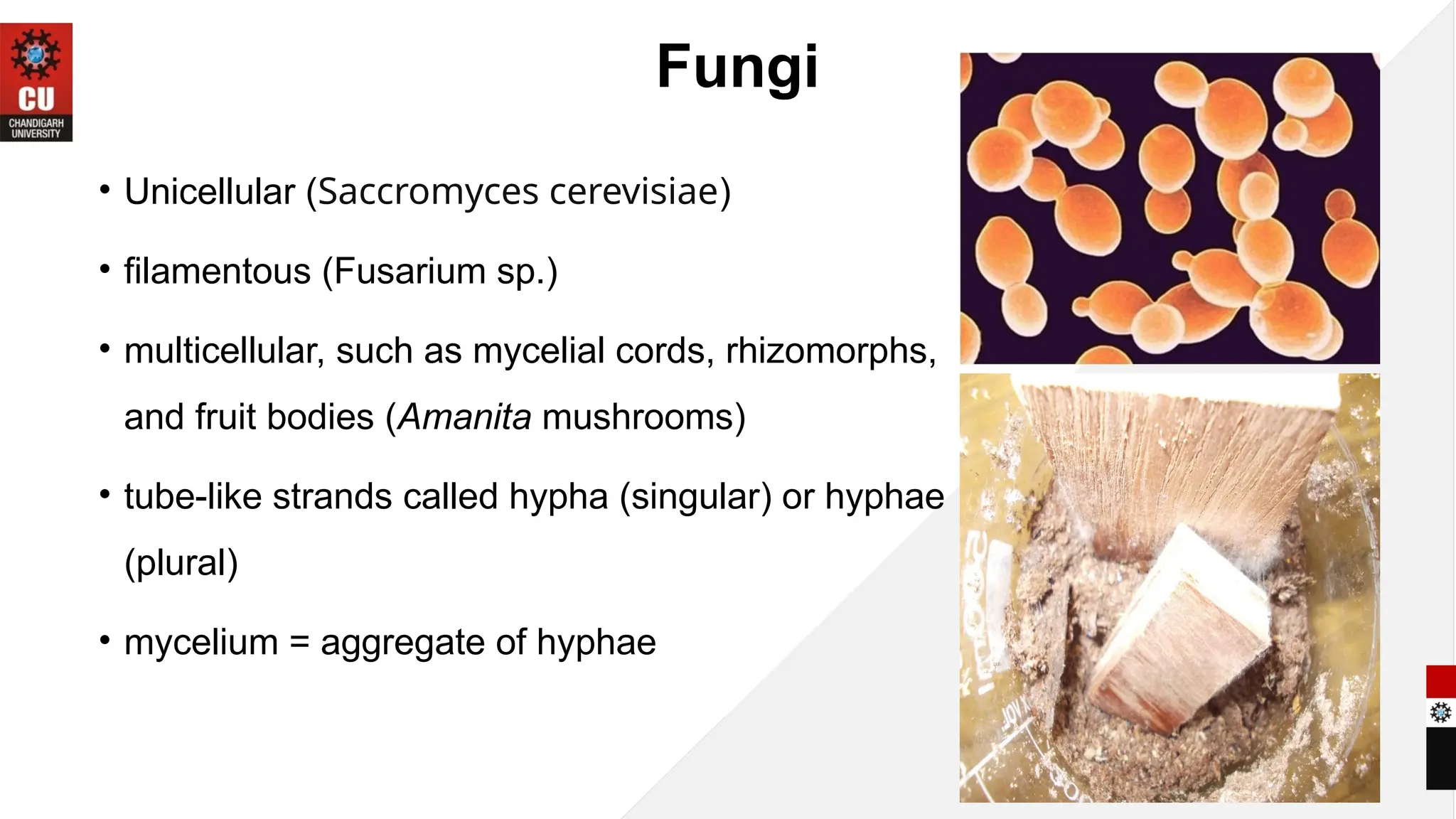 Fungi introduction , a brief introduction.pptx