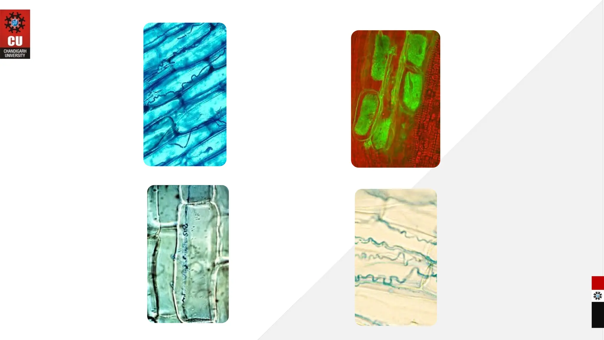 Fungi introduction , a brief introduction.pptx