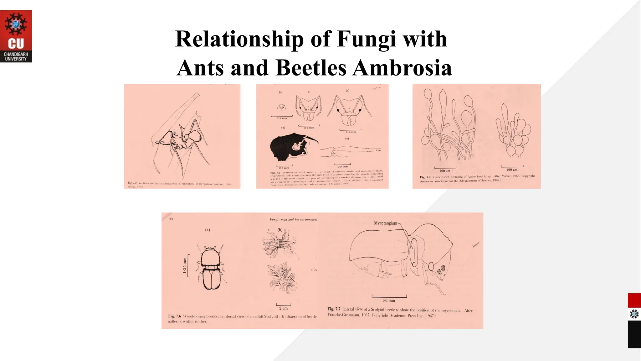 Fungi introduction , a brief introduction.pptx