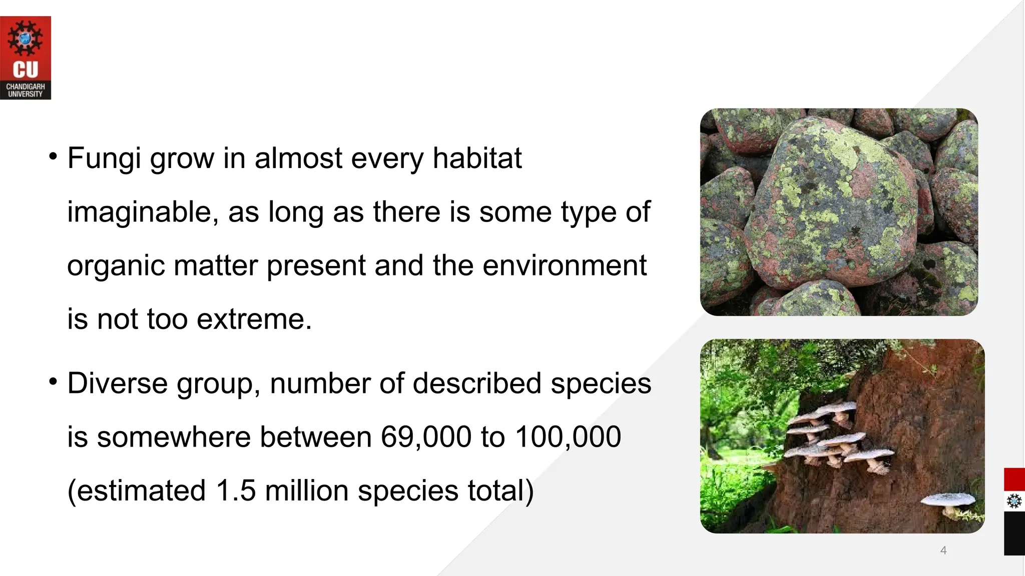 Fungi introduction , a brief introduction.pptx