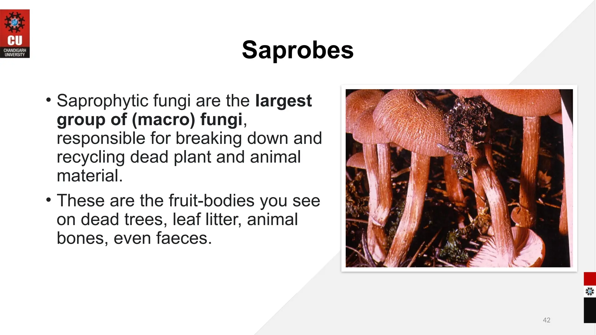 Fungi introduction , a brief introduction.pptx