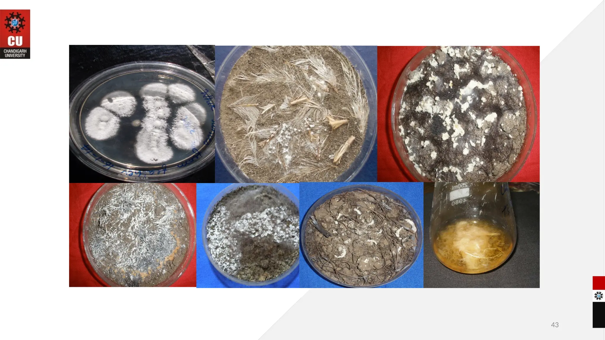 Fungi introduction , a brief introduction.pptx