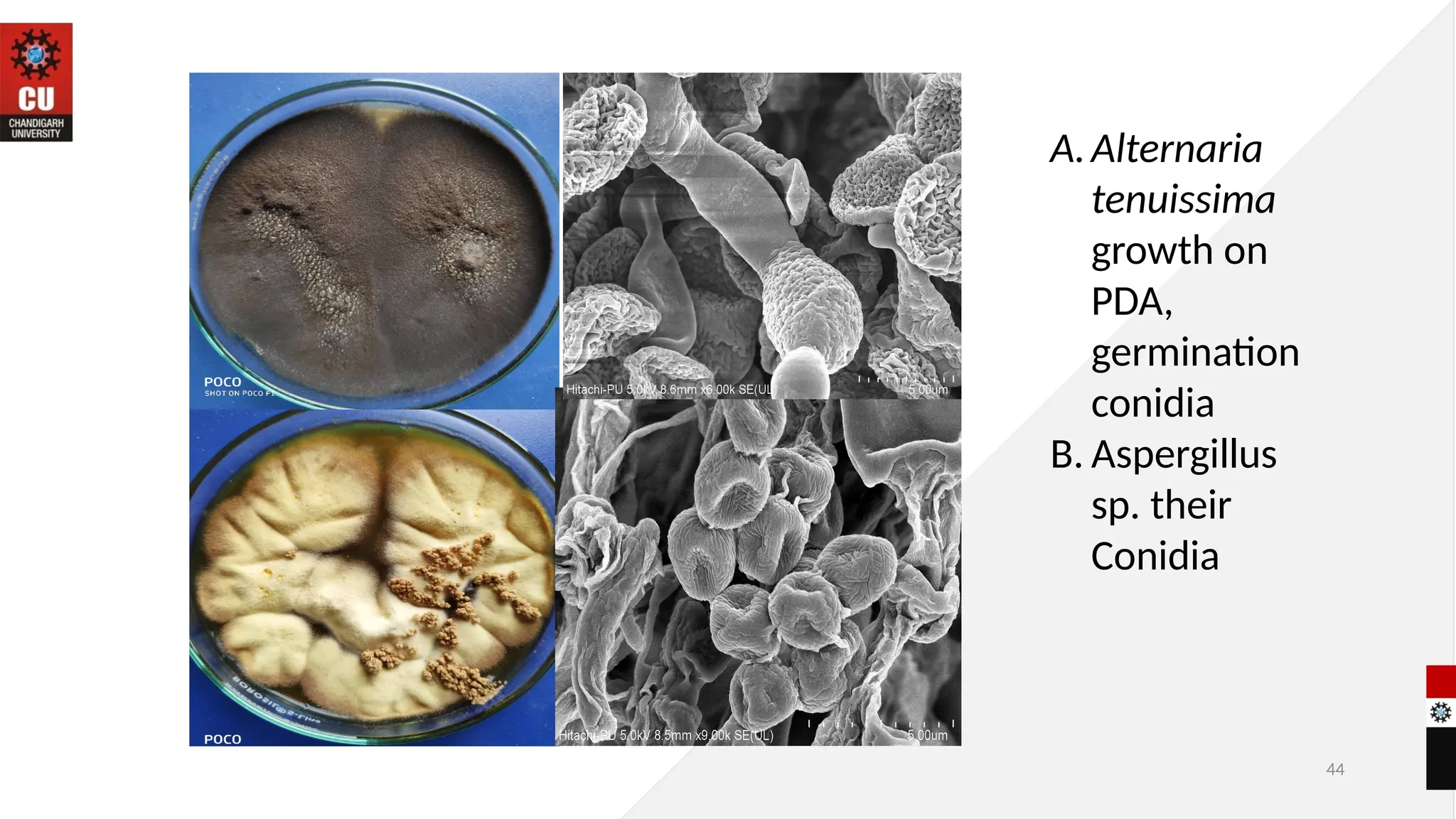 Fungi introduction , a brief introduction.pptx