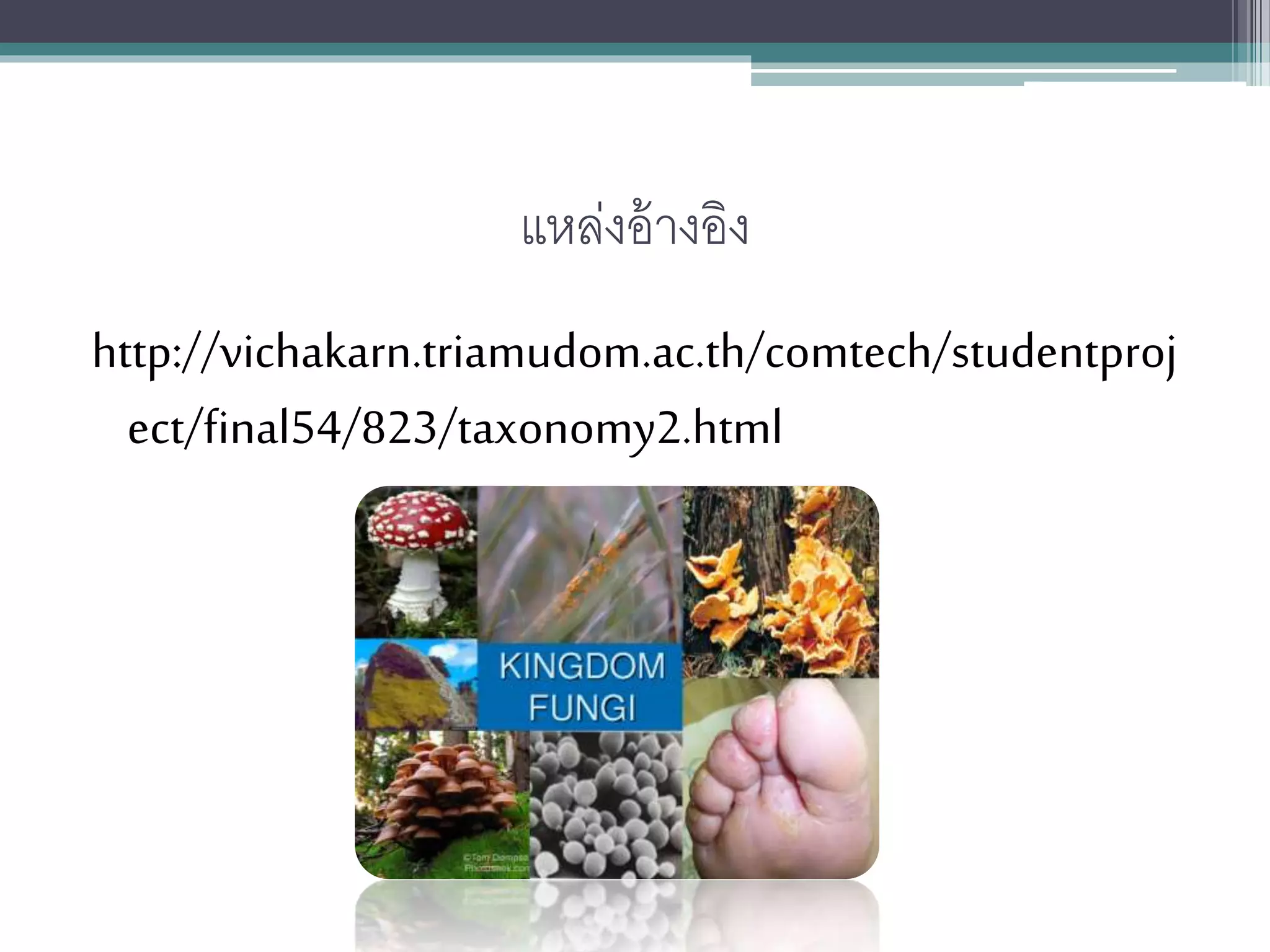 Fungi kindom | PPT