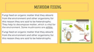 Fungi kindomg | PPTX