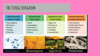 Fungi kindomg | PPTX