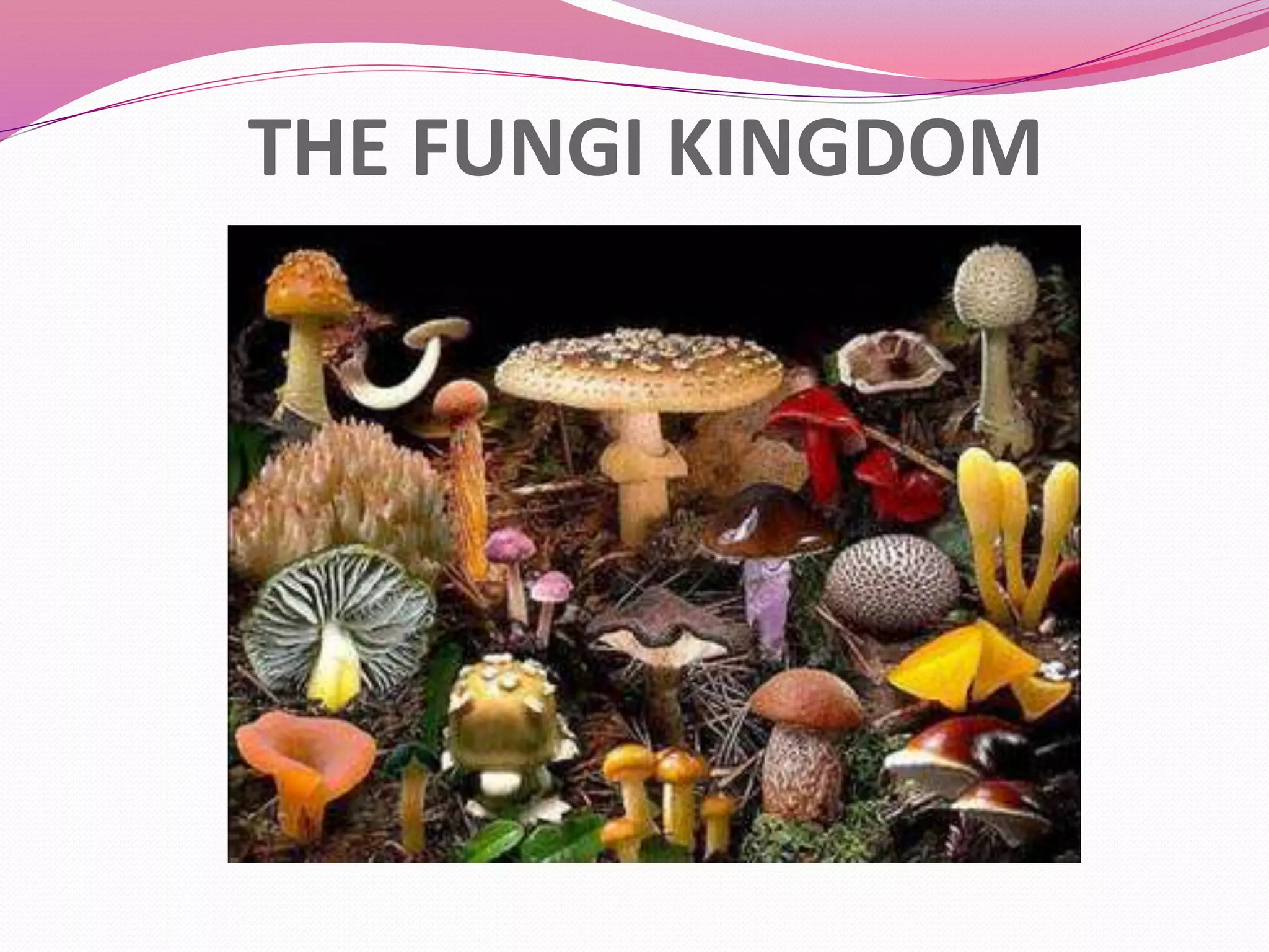Fungi kingdom CLIL (Natural sciences) 1º ESO | PPT