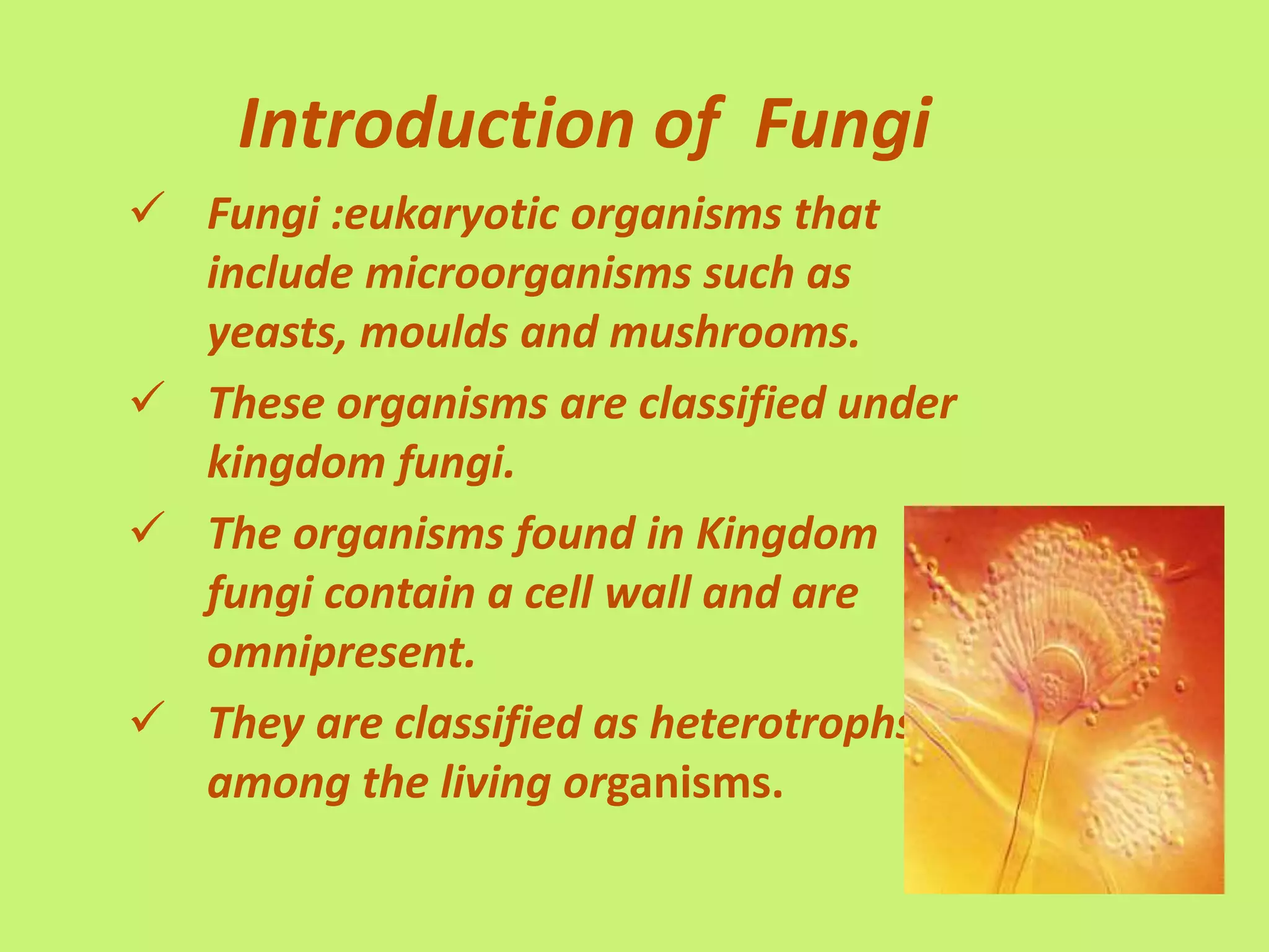 Fungi kingdome | PPTX