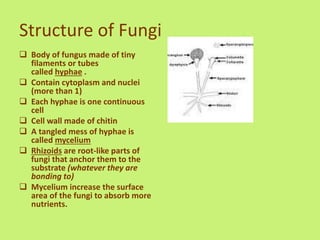 Mycology Fungi Kingdome.pptx FUNGI CELL | PPTX