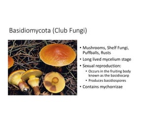 Fungi Lab PPT.pdf