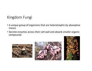 Fungi Lab PPT.pdf