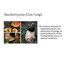 Fungi Lab PPT.pdf