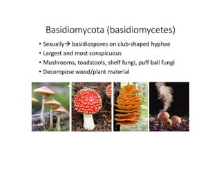 Fungi Lab PPT.pdf
