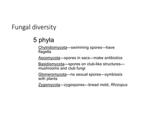 Fungi Lab PPT.pdf