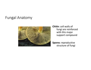 Fungi Lab PPT.pdf