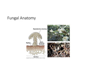 Fungi Lab PPT.pdf