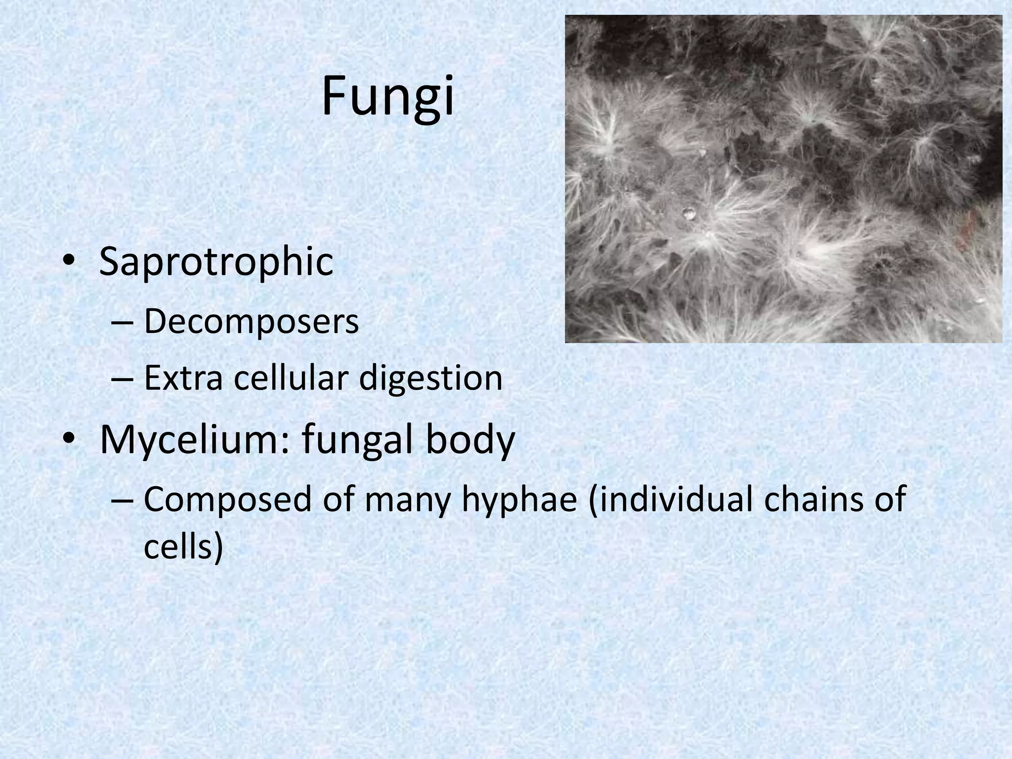 Fungi lab tz(1) | PPTX