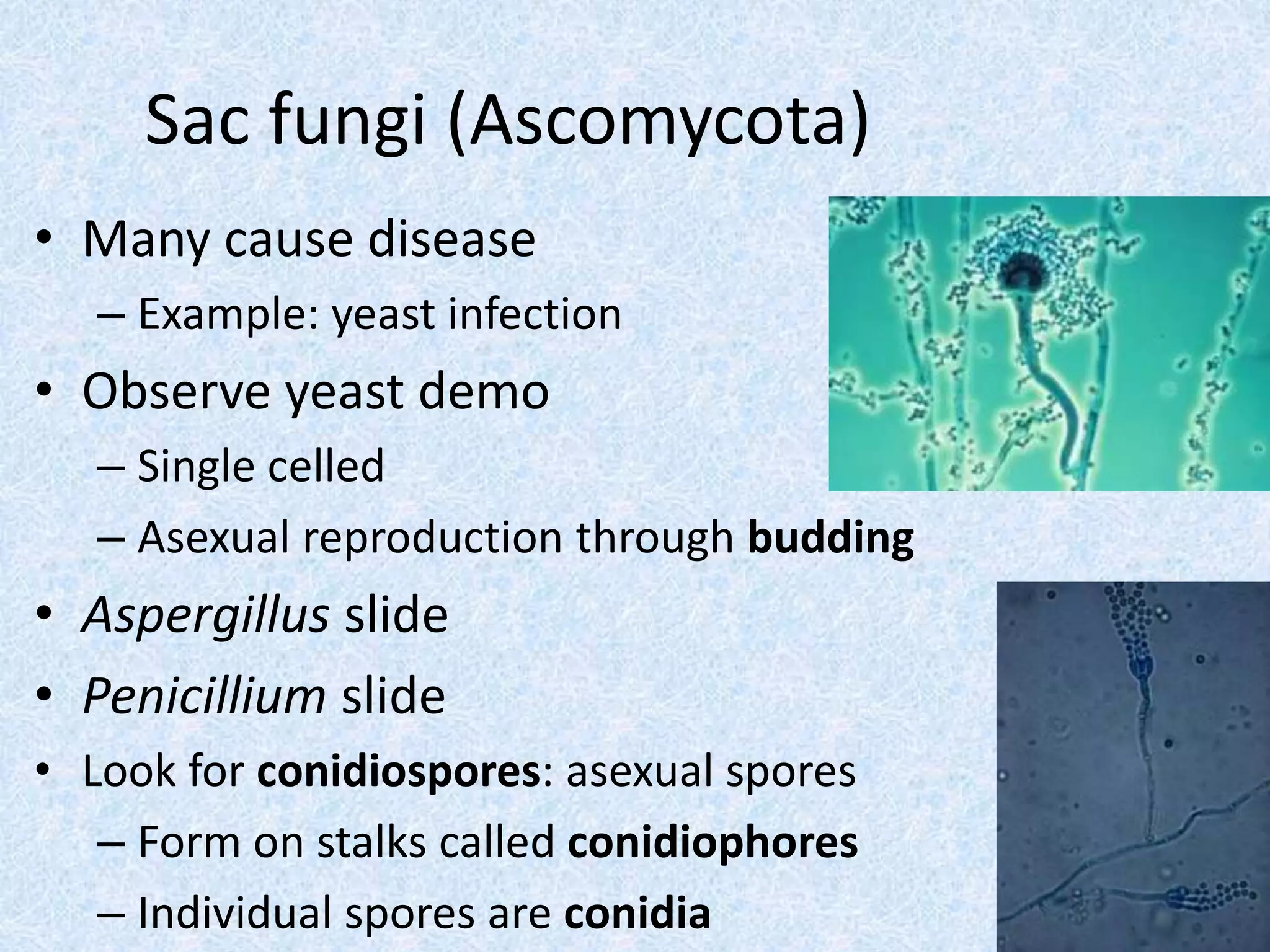 Fungi lab tz(1) | PPTX