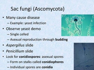 Fungi lab tz(1) | PPTX