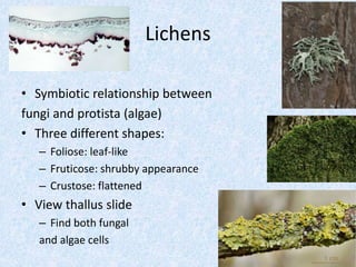 Fungi lab tz(1) | PPTX