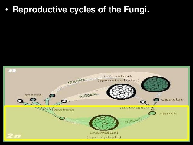 Fungi Reproduction, Fungi Life Cycle Biology Lesson PowerPoint, Spore…