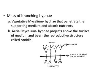 fungi morphology and it's classifications. | PDF