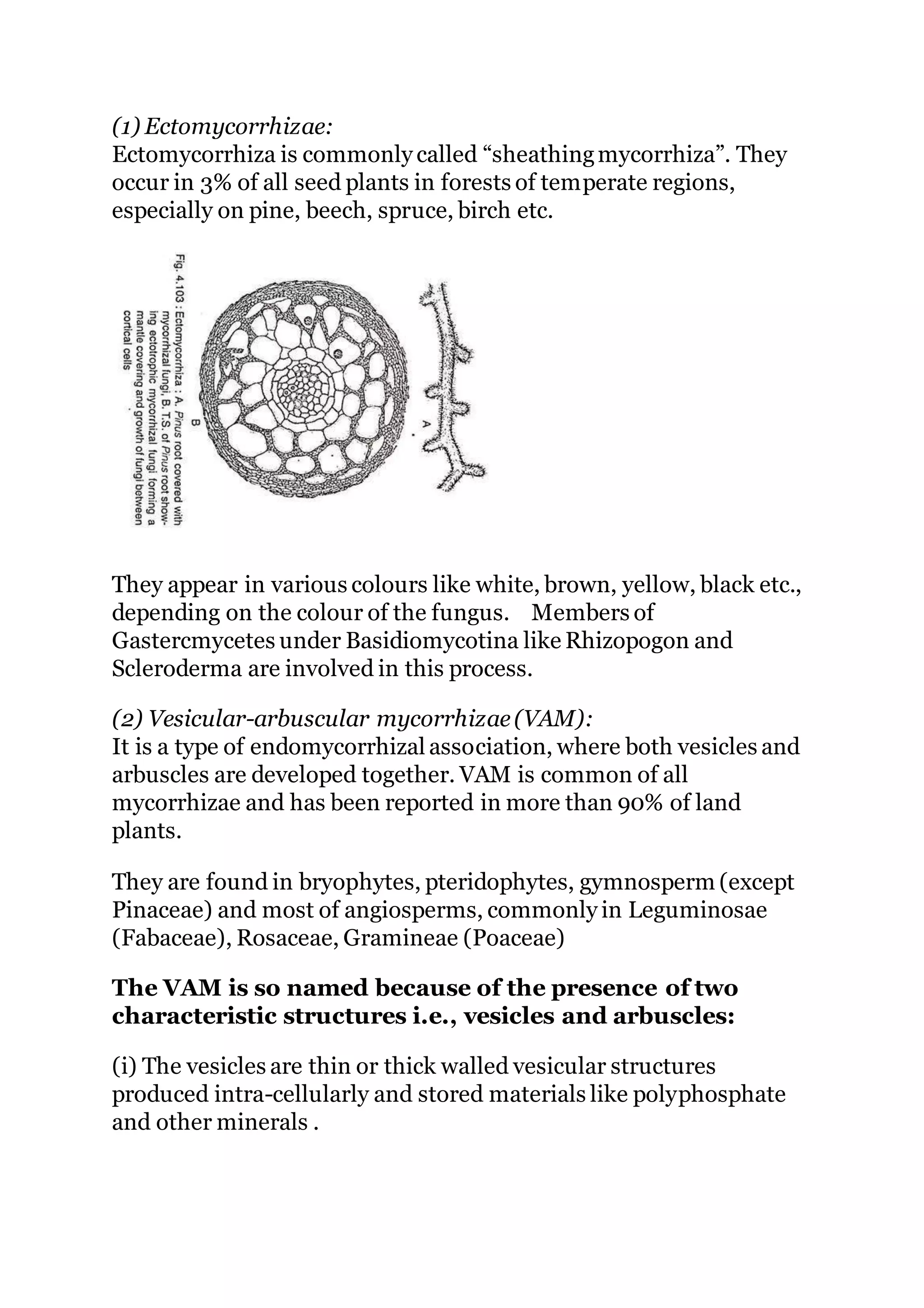 Fungi (Mycology) Important terms. | DOCX