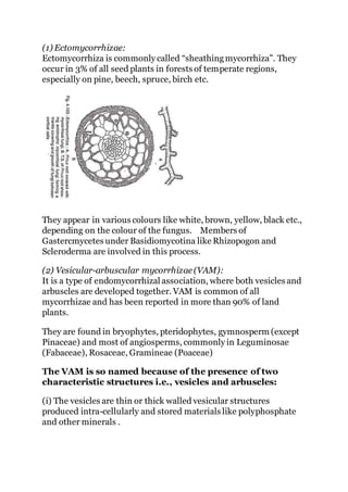 Fungi (Mycology) Important terms. | DOCX
