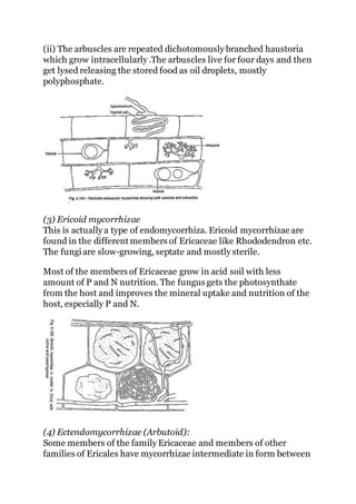 Fungi (Mycology) Important terms. | DOCX