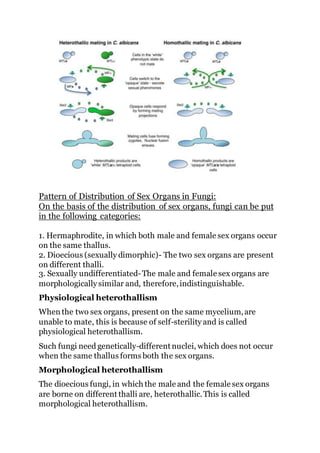 Fungi (Mycology) Important terms. | DOCX