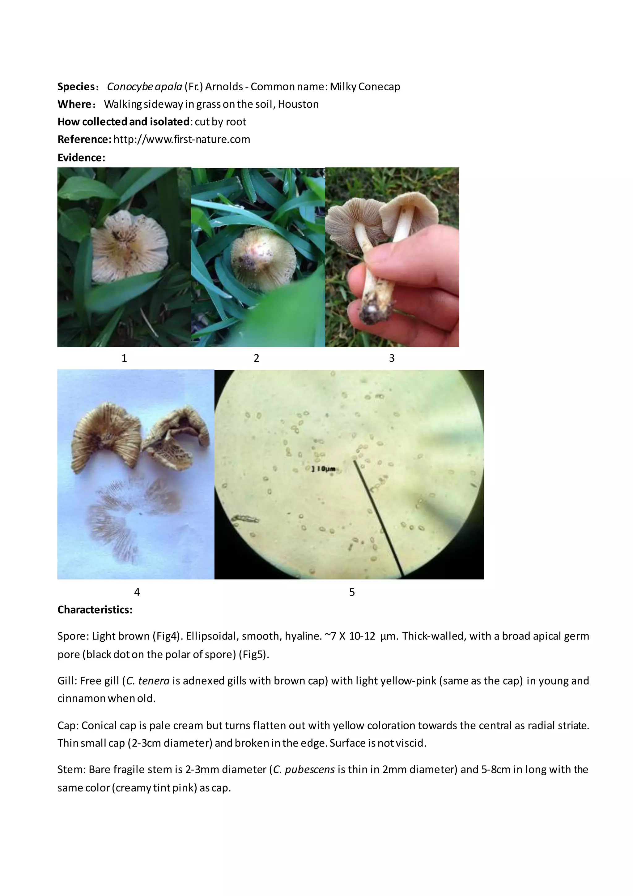 Fungi mushroom collection and identification | DOCX