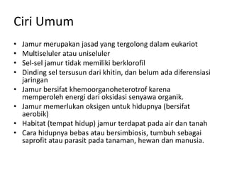 Fungi (mycology) | PPT