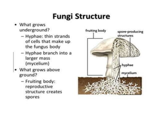 Fungi nutrition.pptx