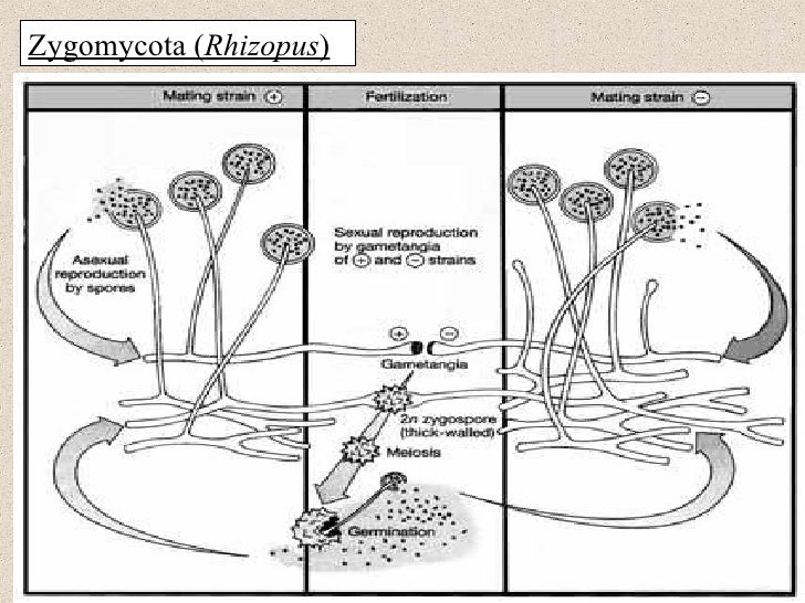 Zygomycota Examples