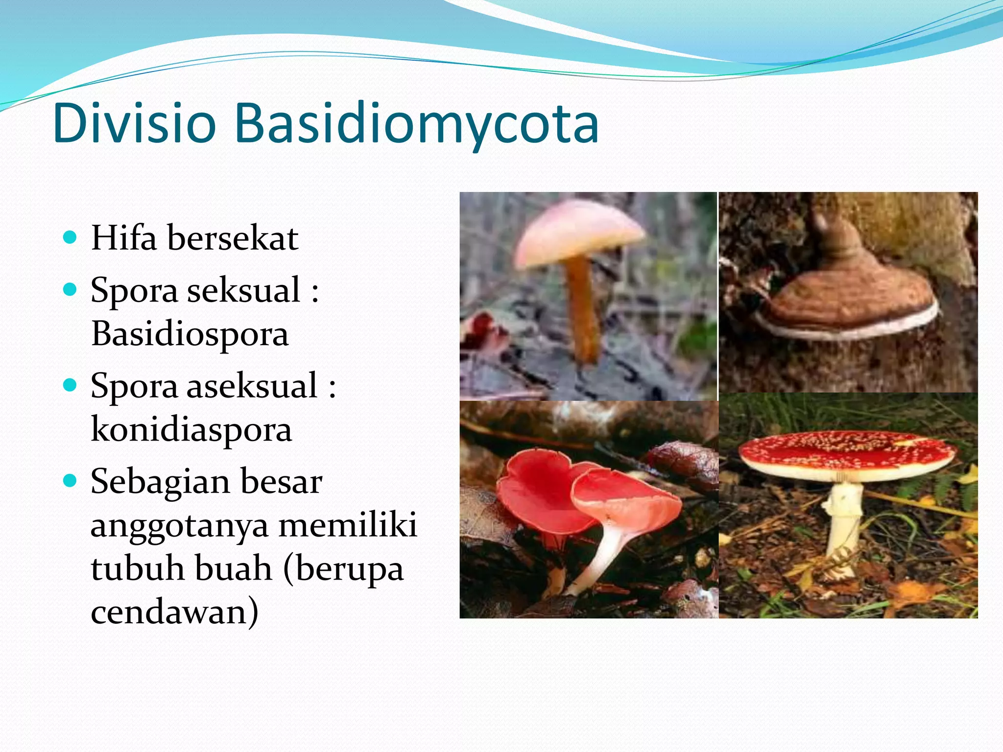 Fungi | PPTX