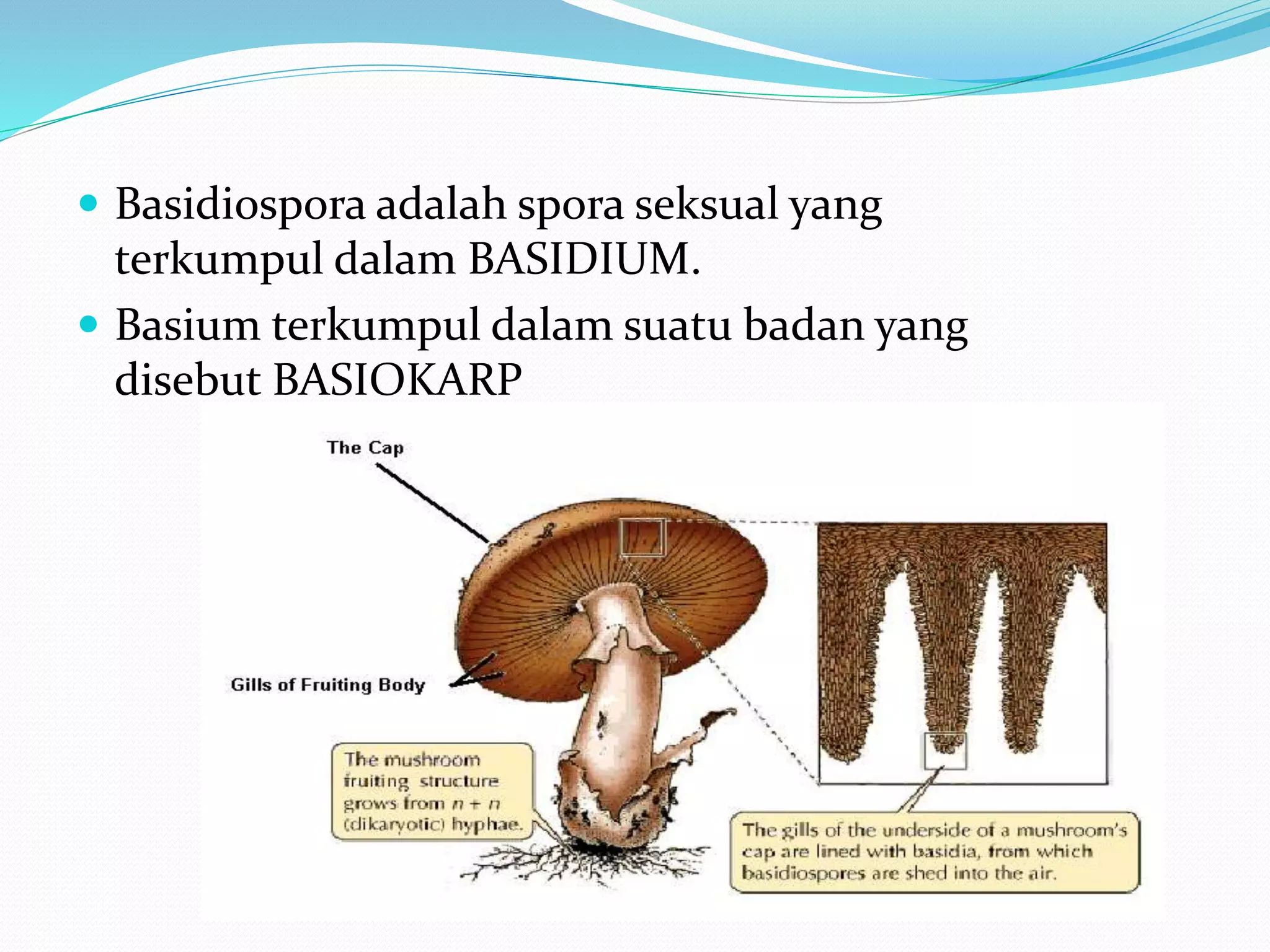 Fungi | PPTX