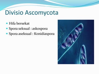Fungi | PPTX