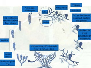 Fungi | PPTX