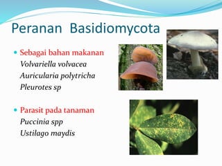 Fungi | PPTX