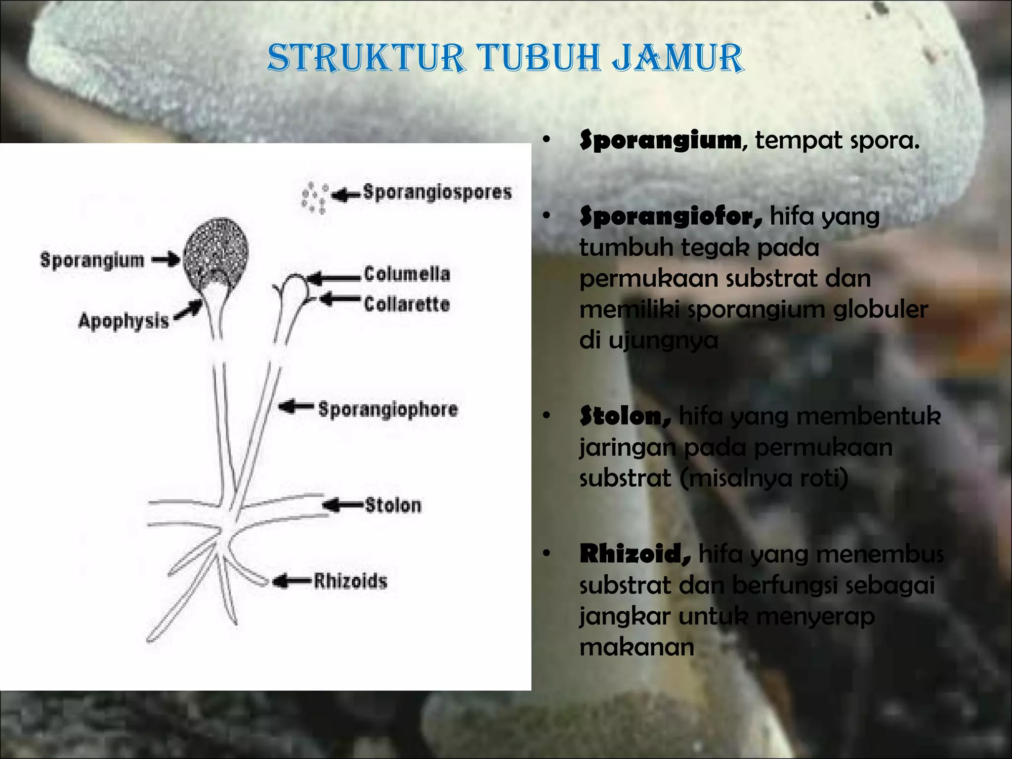 Fungi pertemuan 1 | PPT