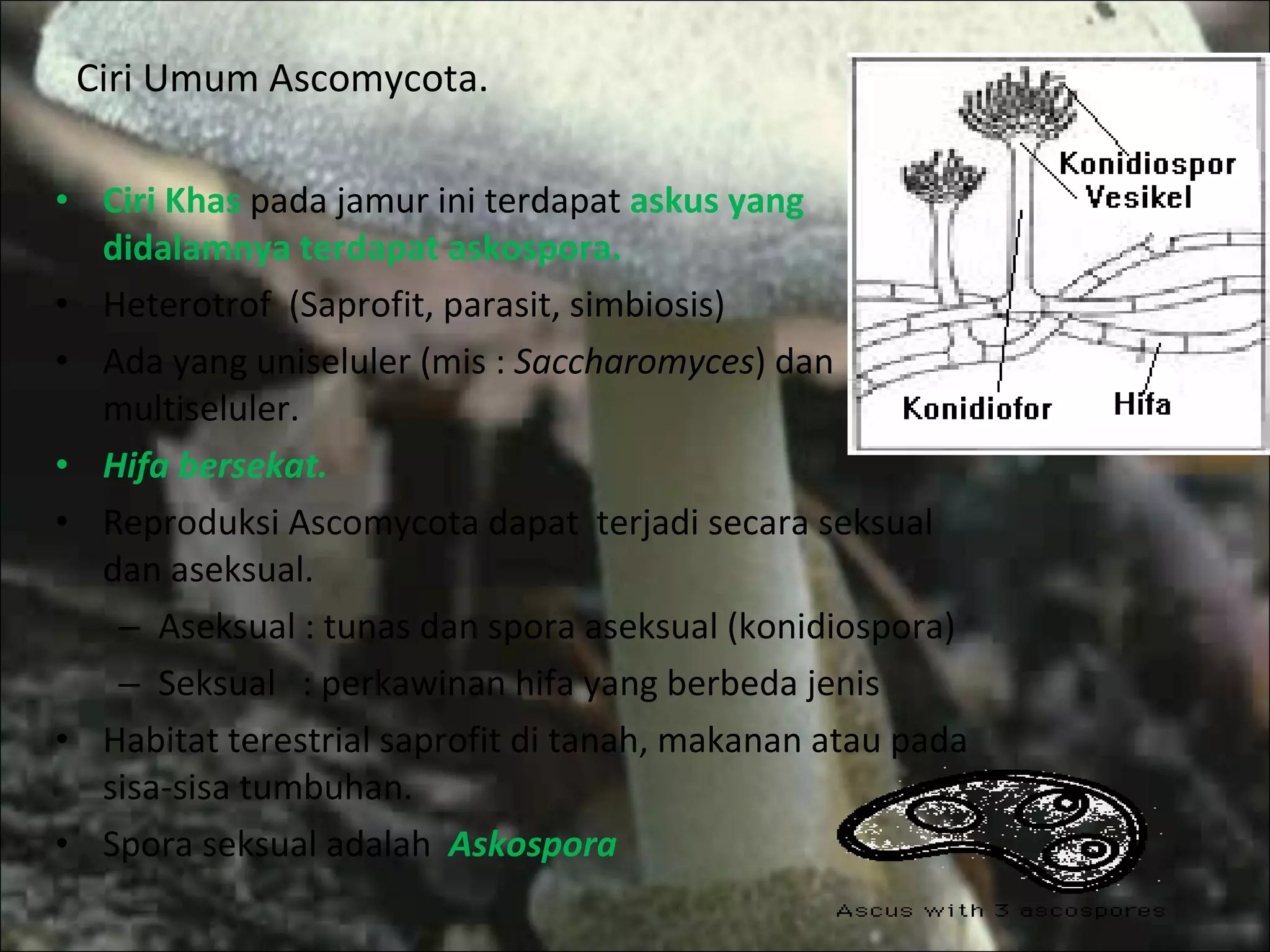 Fungi pertemuan 1 | PPT