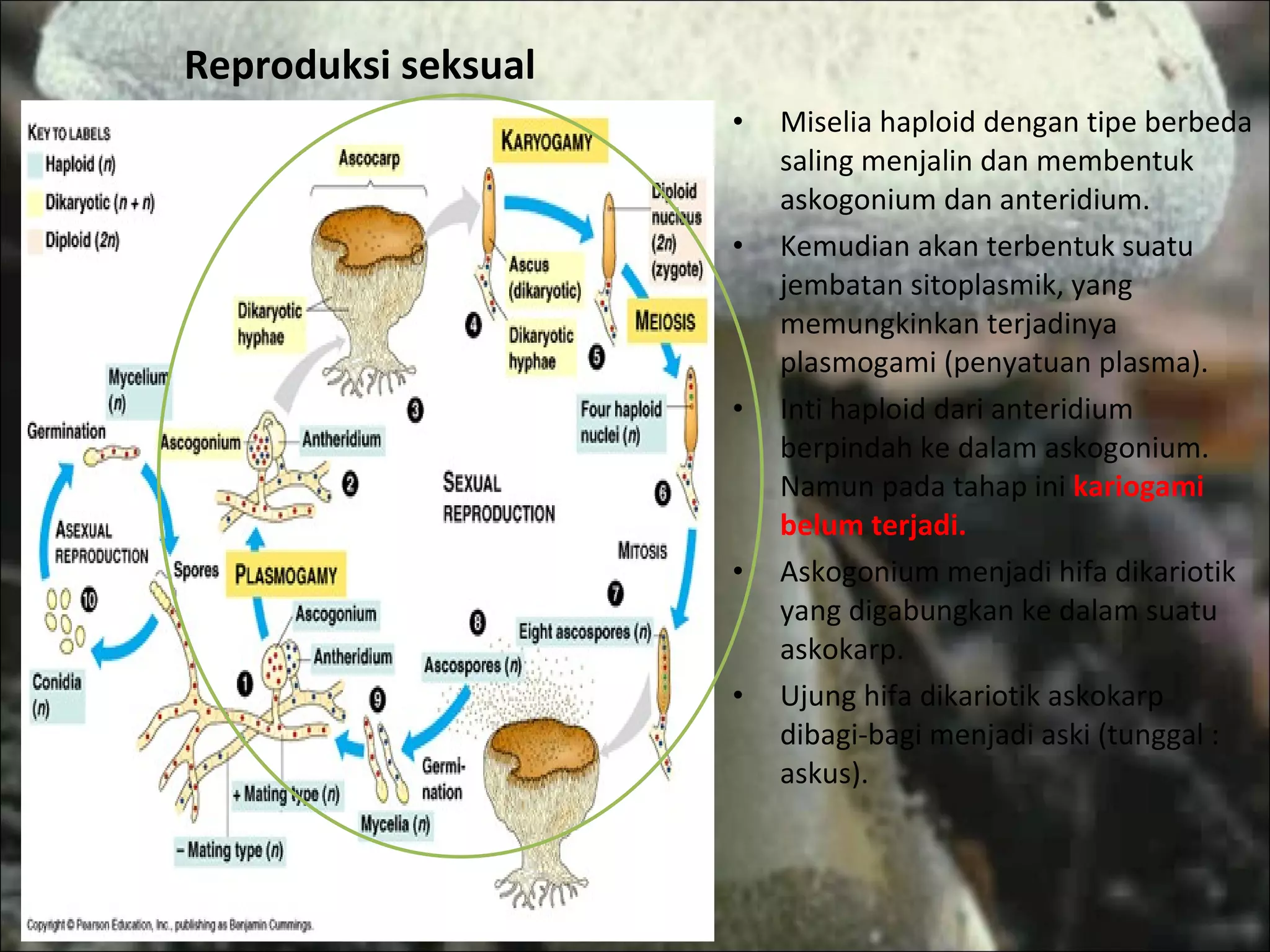 Fungi pertemuan 1 | PPT