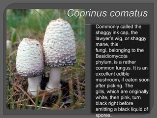 Coprinus Comatus Slide