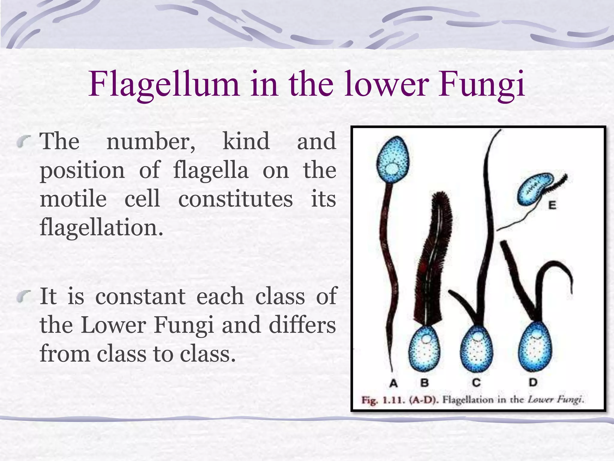 General Characteristics & Classification of Fungi | PPT
