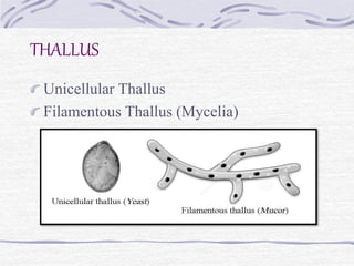 General Characteristics & Classification of Fungi | PPT | Gardening ...