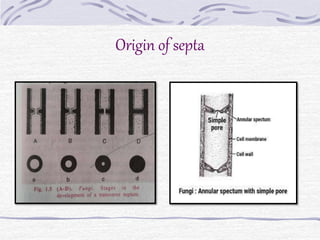 General Characteristics & Classification of Fungi | PPT
