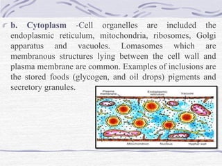 General Characteristics & Classification of Fungi | PPT