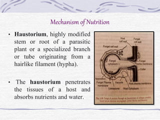 General Characteristics & Classification of Fungi | PPT | Gardening ...