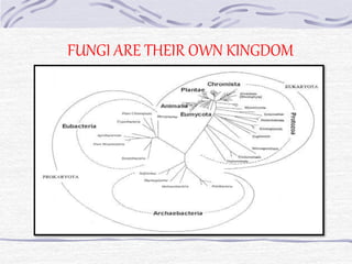 General Characteristics & Classification of Fungi | PPT